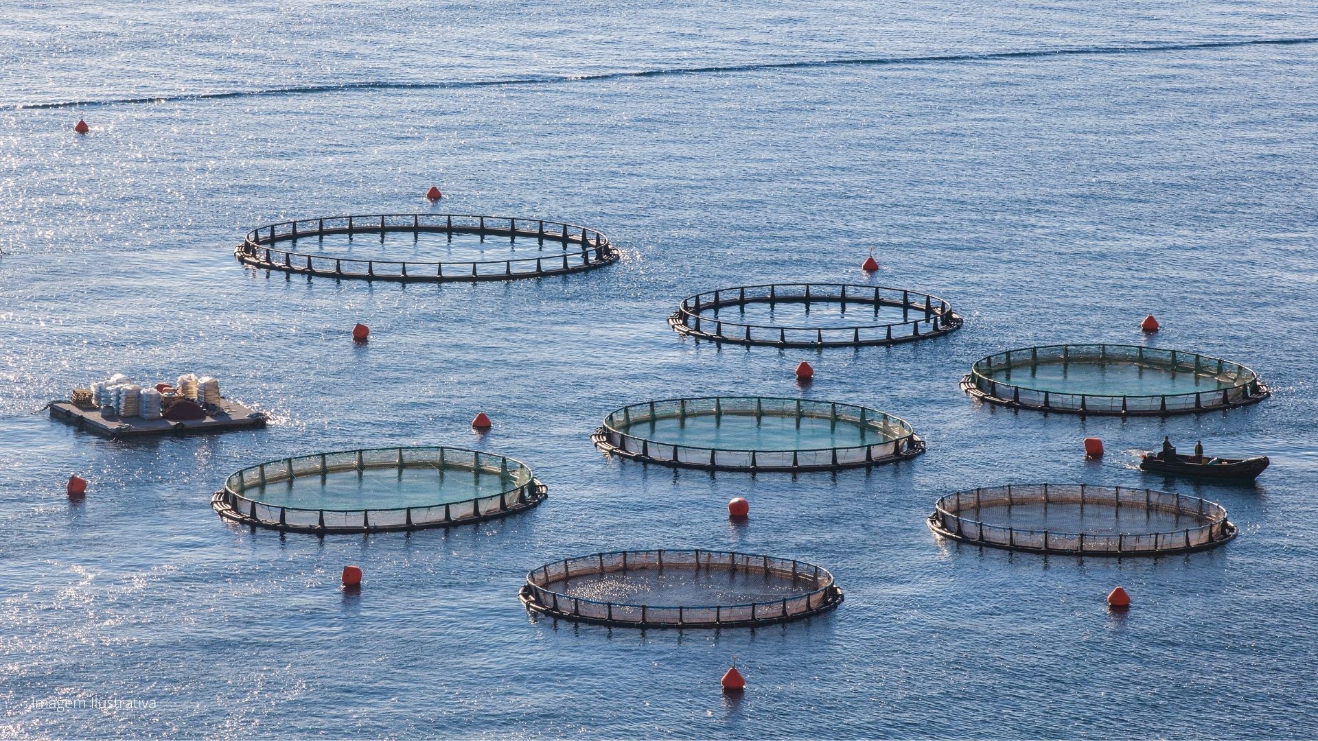 Tratamento de efluente de aquicultura com macrófitas flutuantes ...