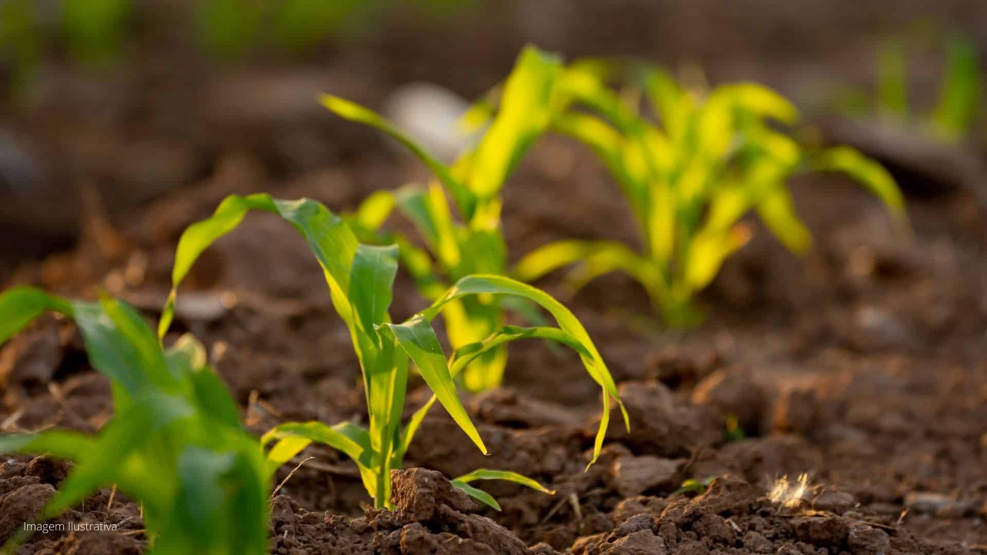 Lodo de esgoto e suas potencialidades agrícolas