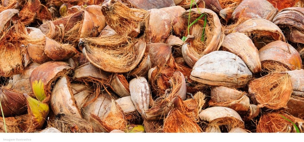 Prefeitura estuda parceria para reciclagem de 500 mil cascas de coco ...